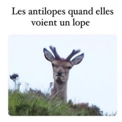 French memes - an authentic resource your students will love